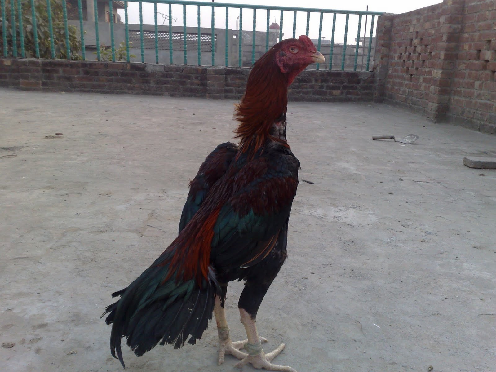 KING GHAZI: PAKISTANI ASEEL