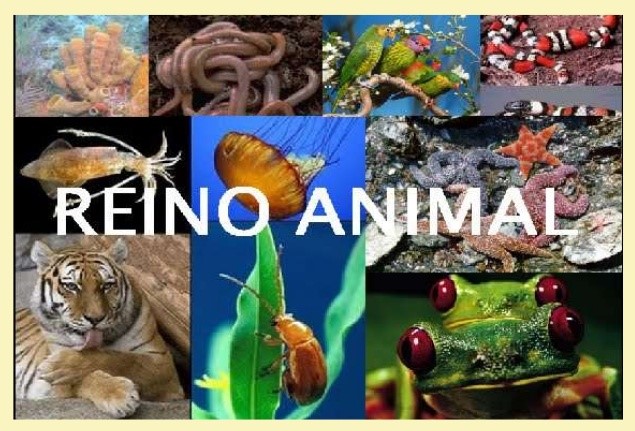 Bio é vida !: Reino Animalia ou Metazoa