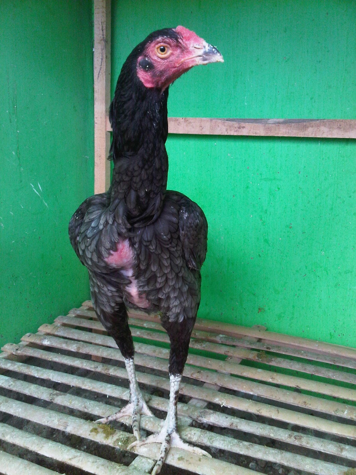 AYAM TANGKAS: PETERNAKAN AYAM SAIGON, BANGKOK, BURMA, ASEEL, MAGON ...