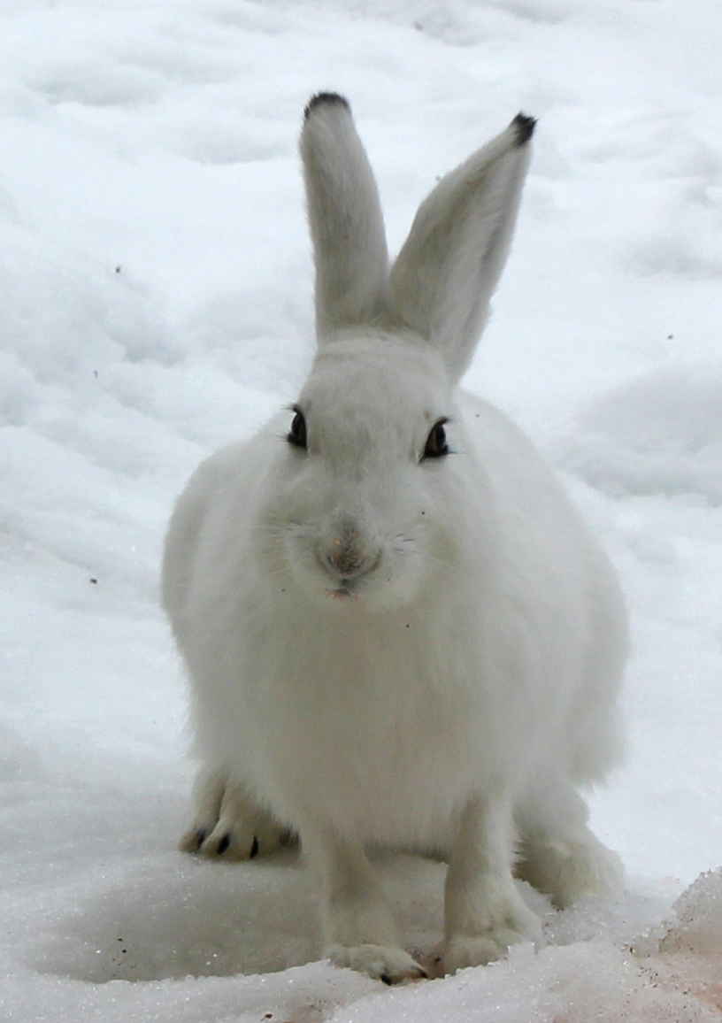 KINTTUPOLOKU: MÄNKÖ PUPU PÖKSYYN?