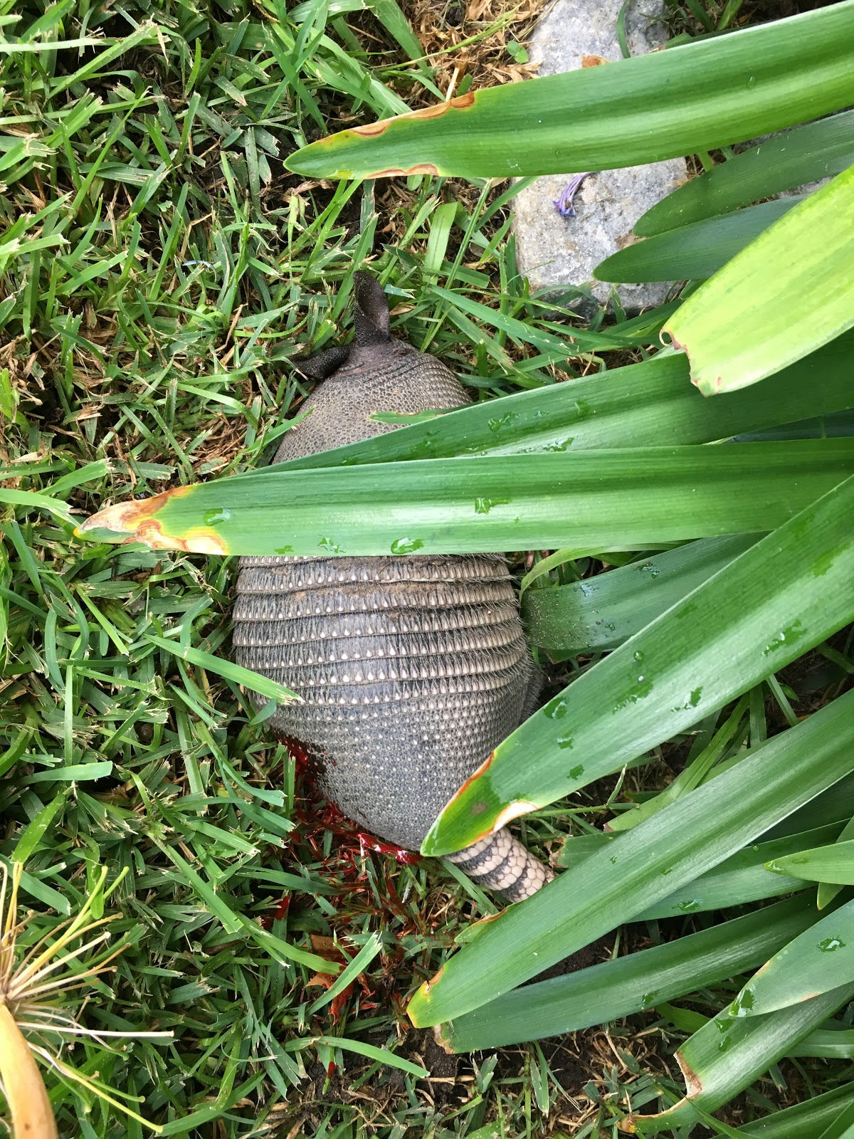 'Dillo on the Half Shell | Rimfire Central Firearm Forum