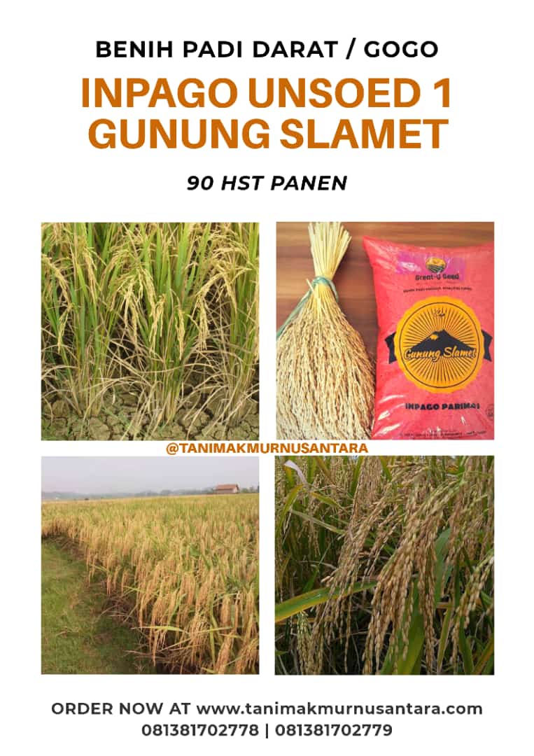 BENIH PADI INPAGO UNSOED 1 (PADI DARAT/LADANG/GOGO RANCAH) - Tani ...