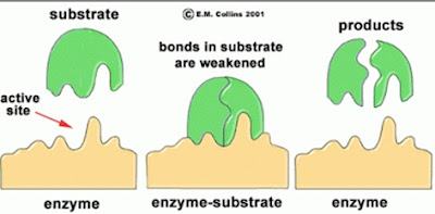 Enzim ( Pengertian, Sifat, Fungsi, Ciri-Ciri, Macam-macam dan Mekanisme ...