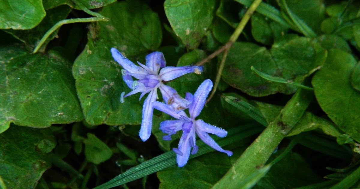 LA MULTI ANI, ROMANIA!: Viorele sifonate dupa ultimul episod de iarna