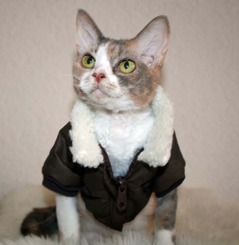 Daisy the Curly Cat: My Bomber Jacket!