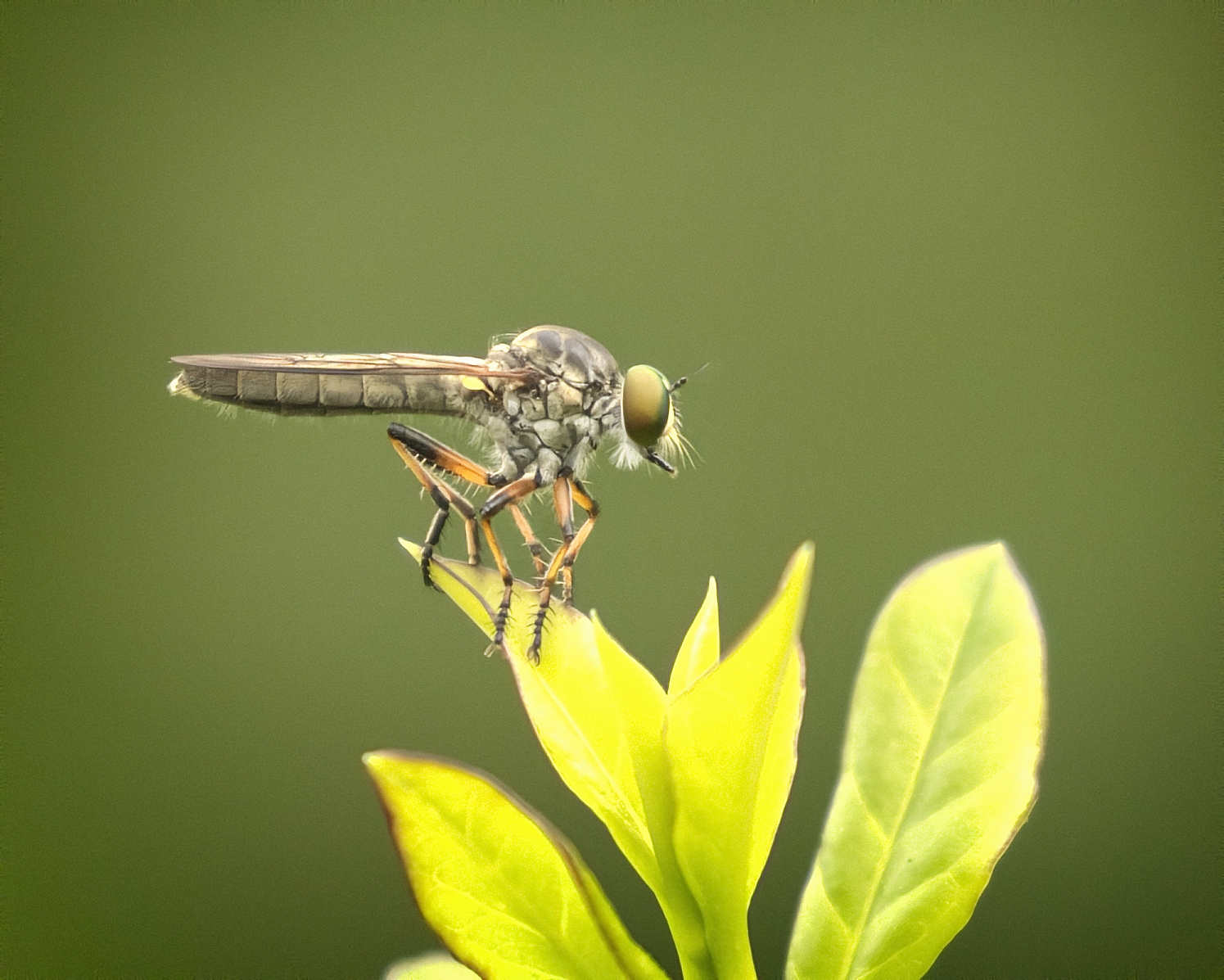 Laura Goggin Photography: A few more lively summer insects