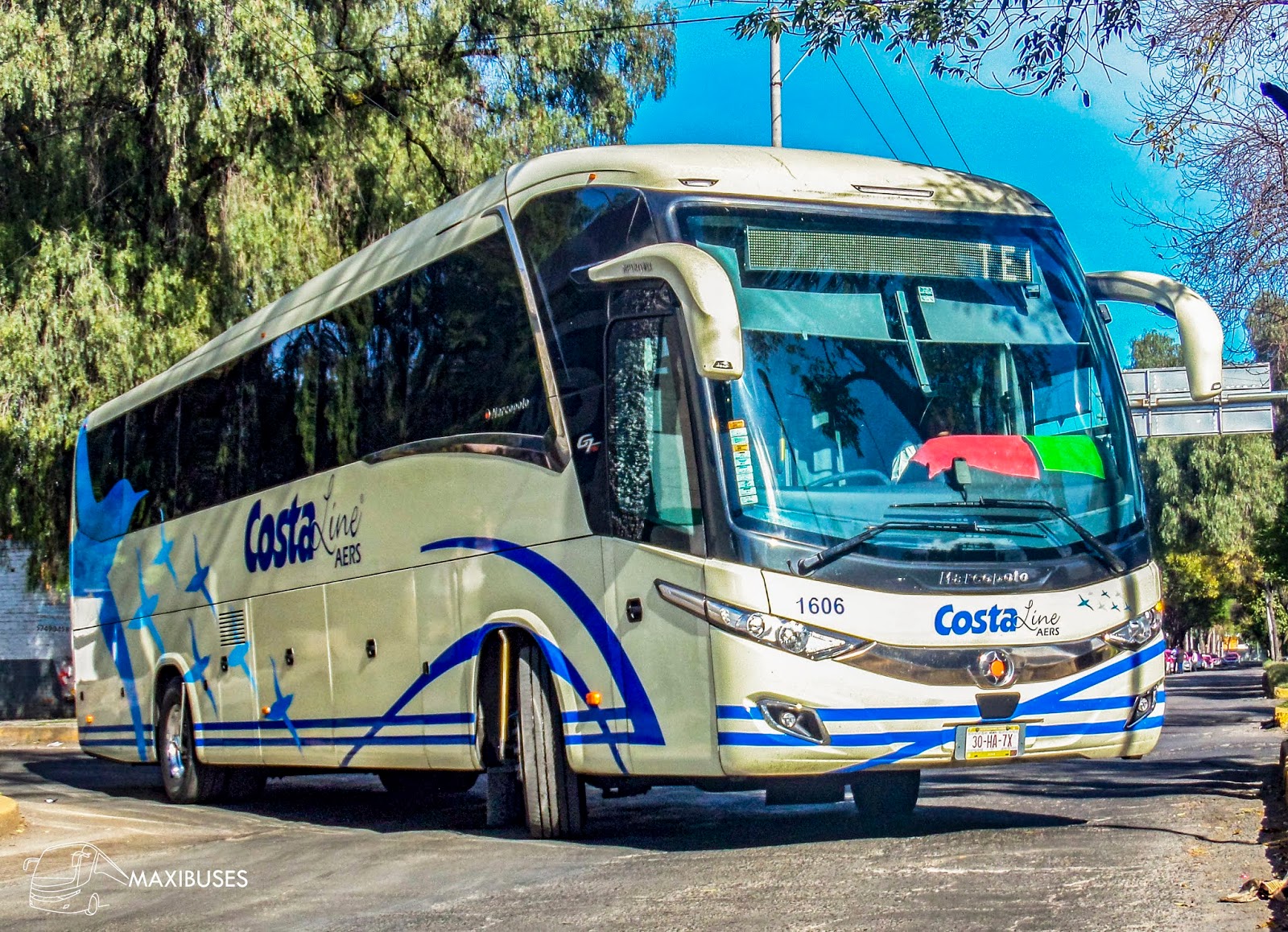 MAXIBUSES: COSTA LINE