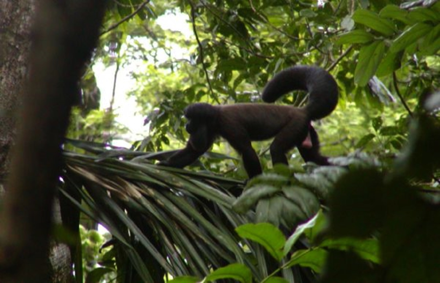 Blog do Edu Ambiental: Macaco cuxiú