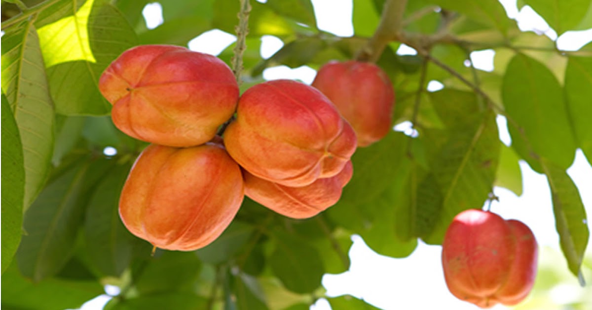 How to grow Ackee tree from seed to harvest