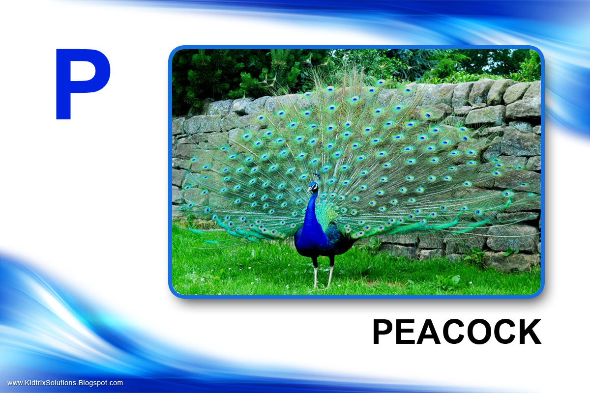 Kidtrix: Birds - ABC