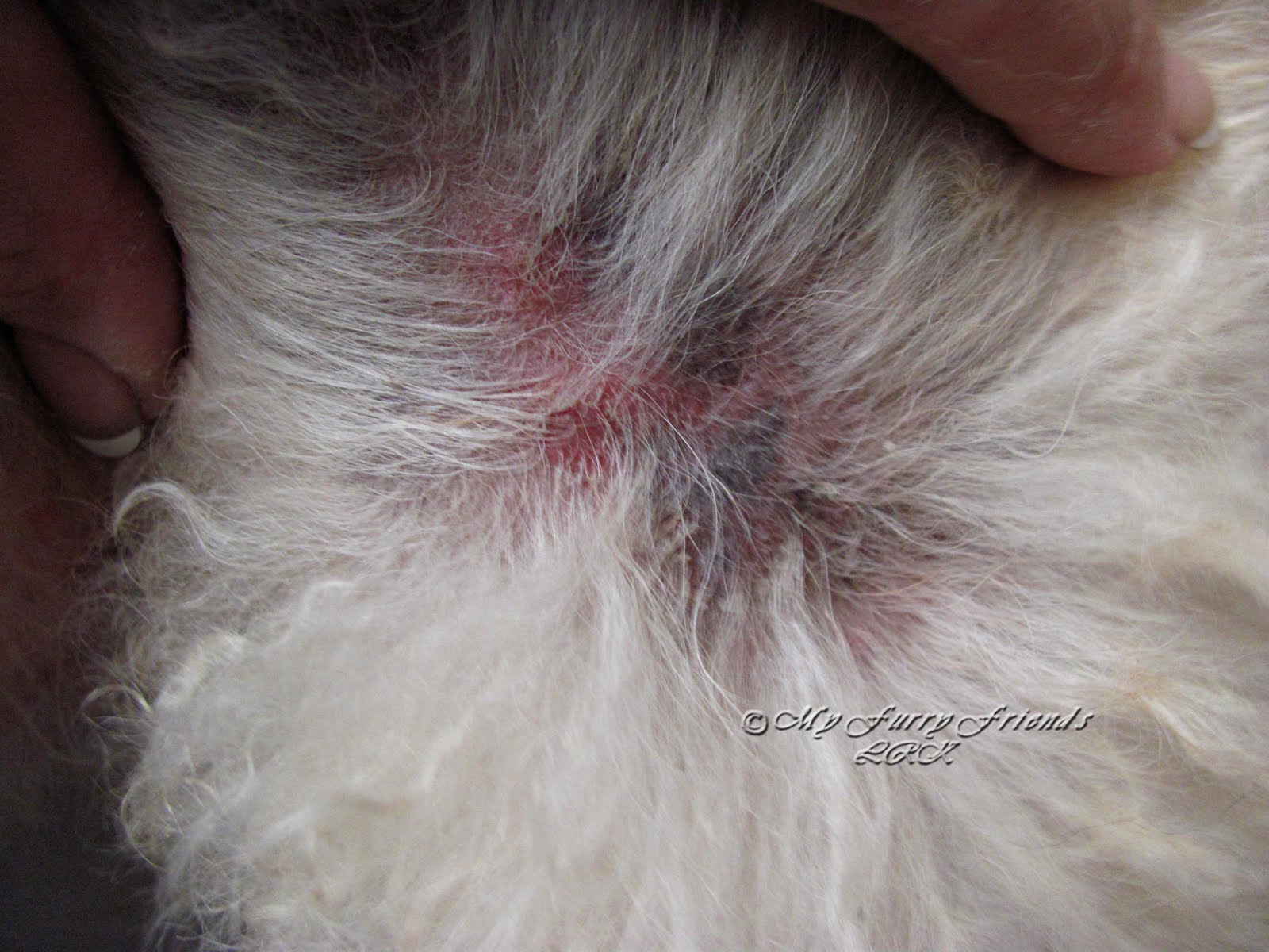 Pet Grooming: The Good, The Bad, & The Furry: Sometimes Vet's Drive Me ...