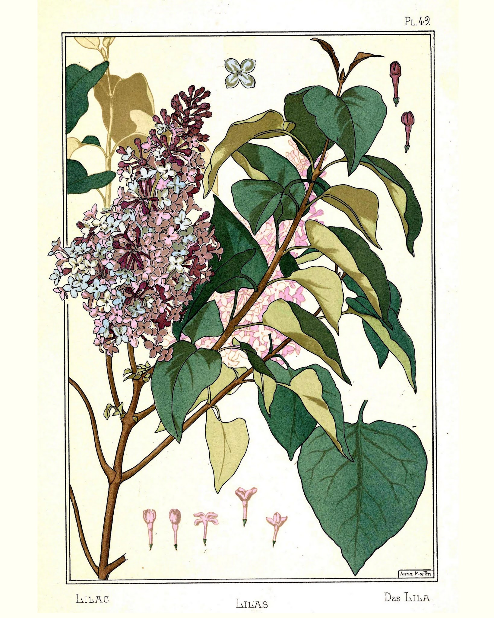 bumble button: Lilacs! Botanical Prints, Fine Art Paintings & Antique ...