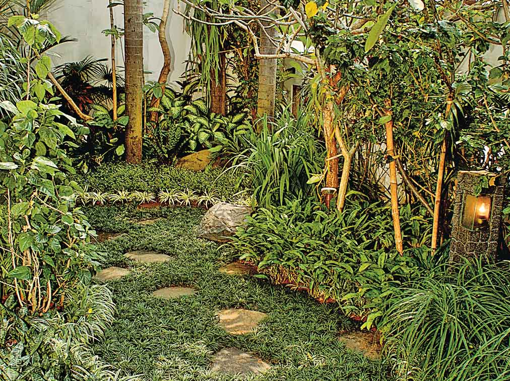 Kucai Mini - Alternatif Pengganti Rumput Taman - ATH Aneka Tanaman Hias ...