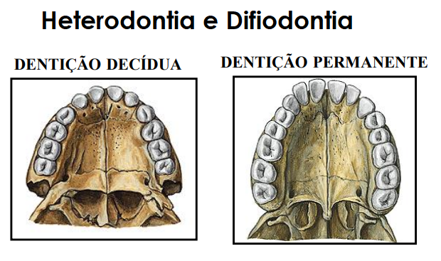 BIOLOGIA PARA A VIDA : Agosto 2021