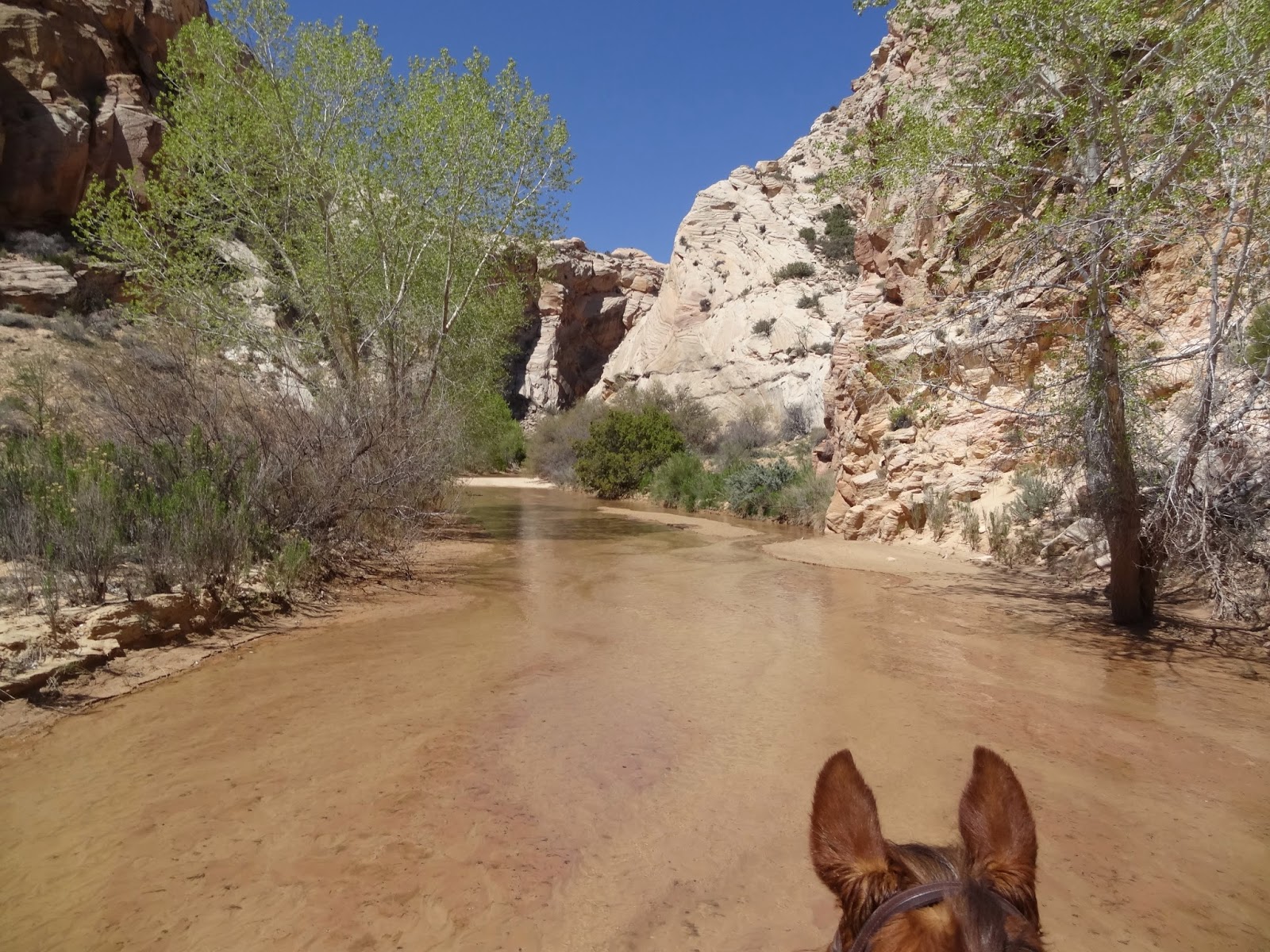 Dream Packer Trail Adventures: Paria River to Lower Hackberry Canyon, Utah