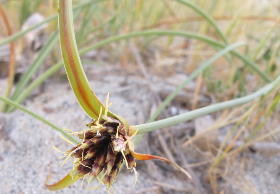 FLORA NEL SALENTO e.. anche altrove: Cyperus capitatus Vand ...