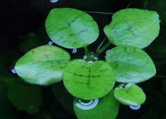 8 Tanaman Yang Bisa Hidup Di Air Untuk Aquarium - TUKANG TAMAN SURABAYA