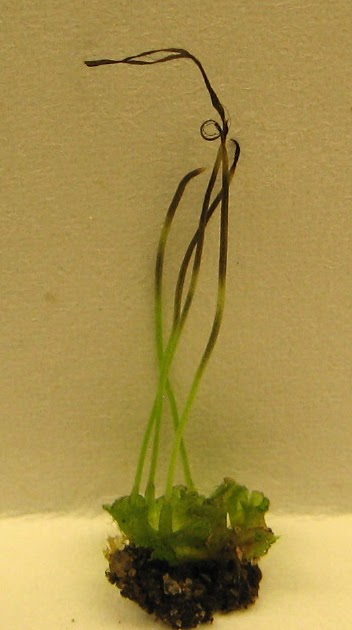 Moss Plants and More: Naming Species After Scientists?