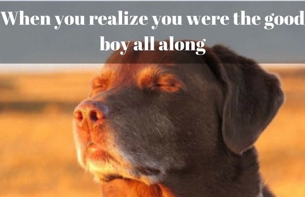 Dog Realization Memes