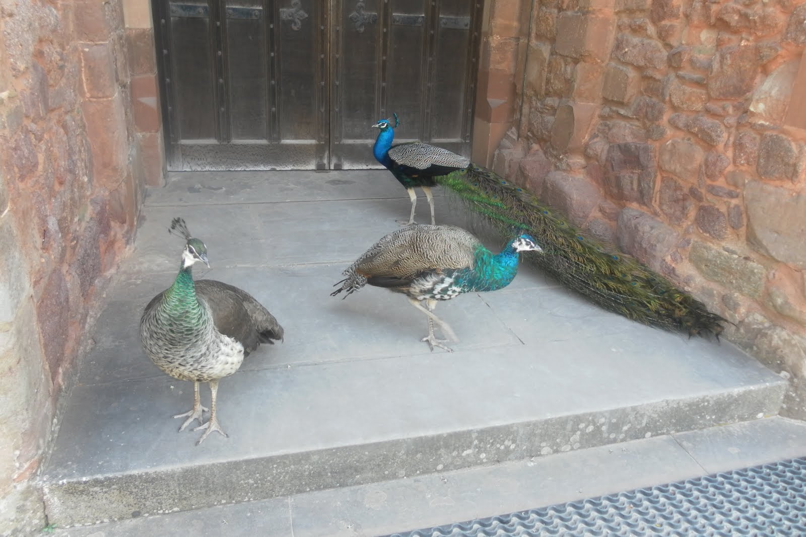 Laura's Life List!: My trip to Welshpool, WALES!