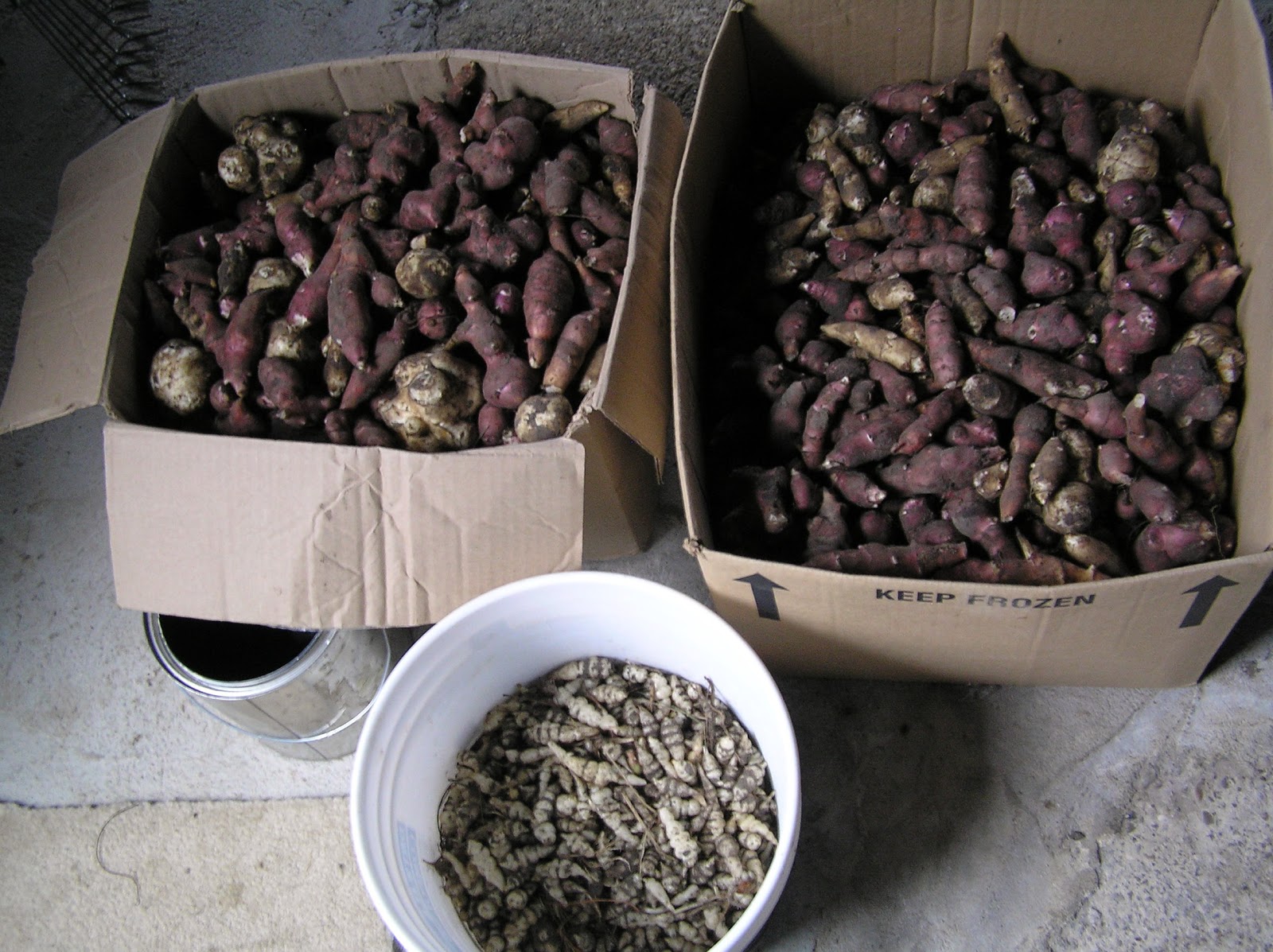 Rare Edible Root Crops: Growing sunchoke