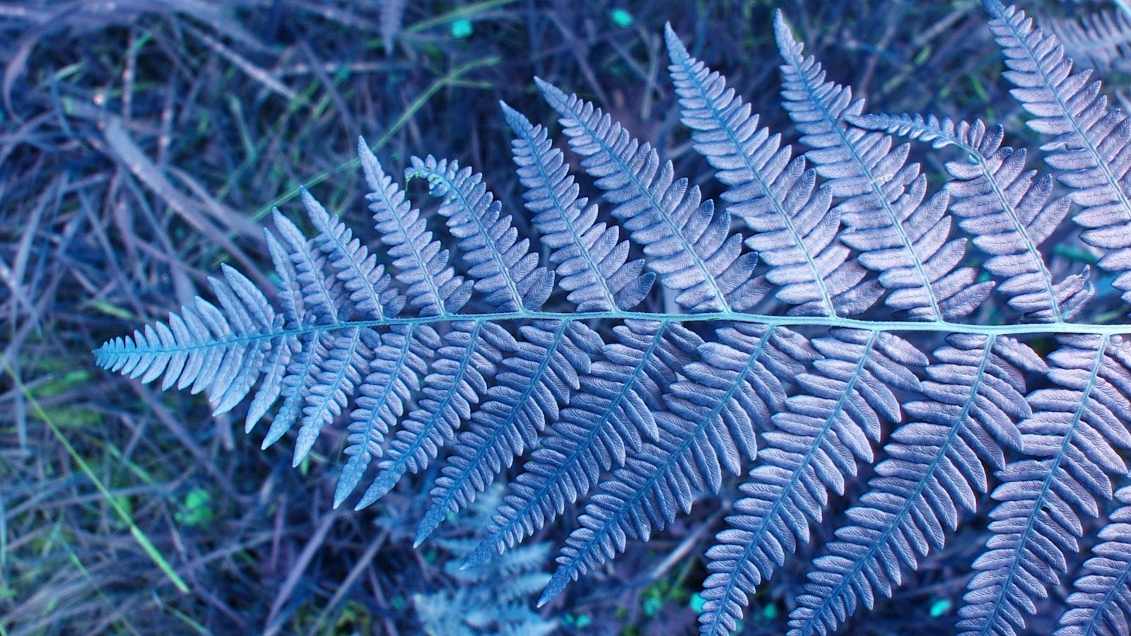 Systems Art: Late Night Fern