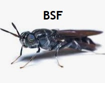 Anim Agro Technology: USAHA MENTERNAK LALAT HITAM