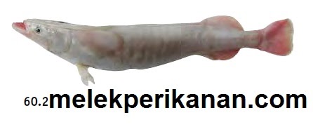 Ikan Tempel Putih Atau White Suckerfish (Remora albescens); Morfologi ...