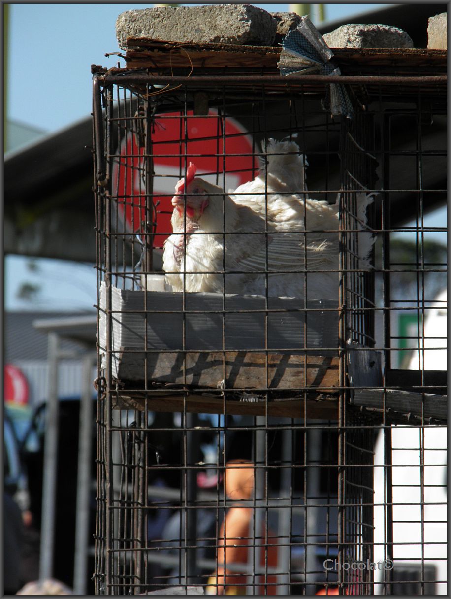 The Mdantsane Way: Inkuku - Fresh Chicken