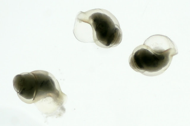 Ictioplancton en Chile: Meroplancton de Chile central frente a Bahía El ...