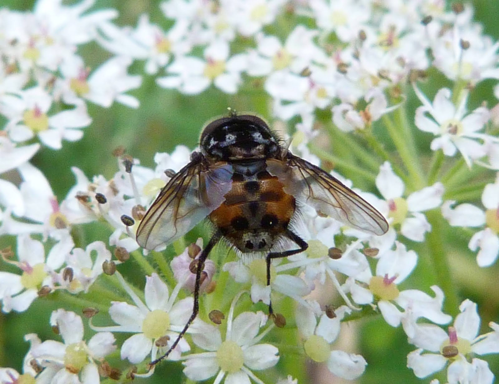 Insects of Scotland: Other Flies/Picture-wing Flies