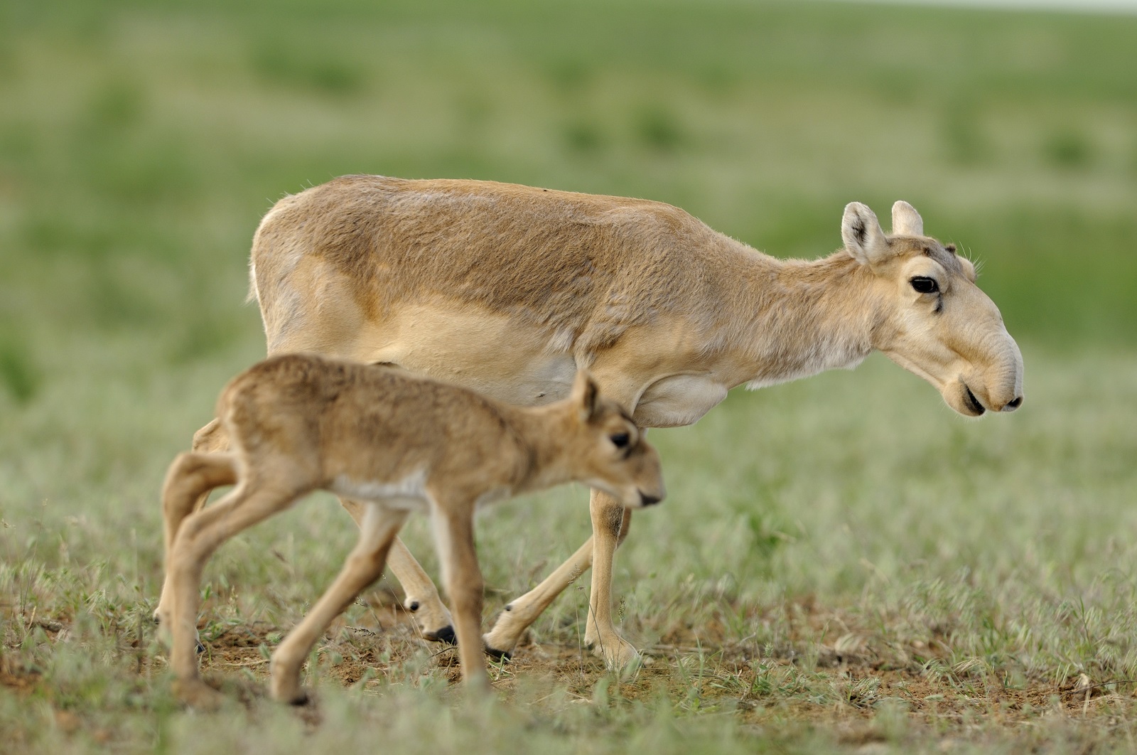 Real Monstrosities: Saiga Antelope