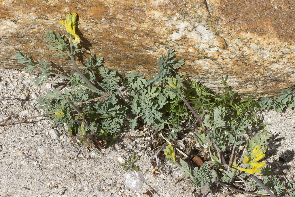 Your Daily Dose of Sabino Canyon: Golden Smoke and White Bladderpod