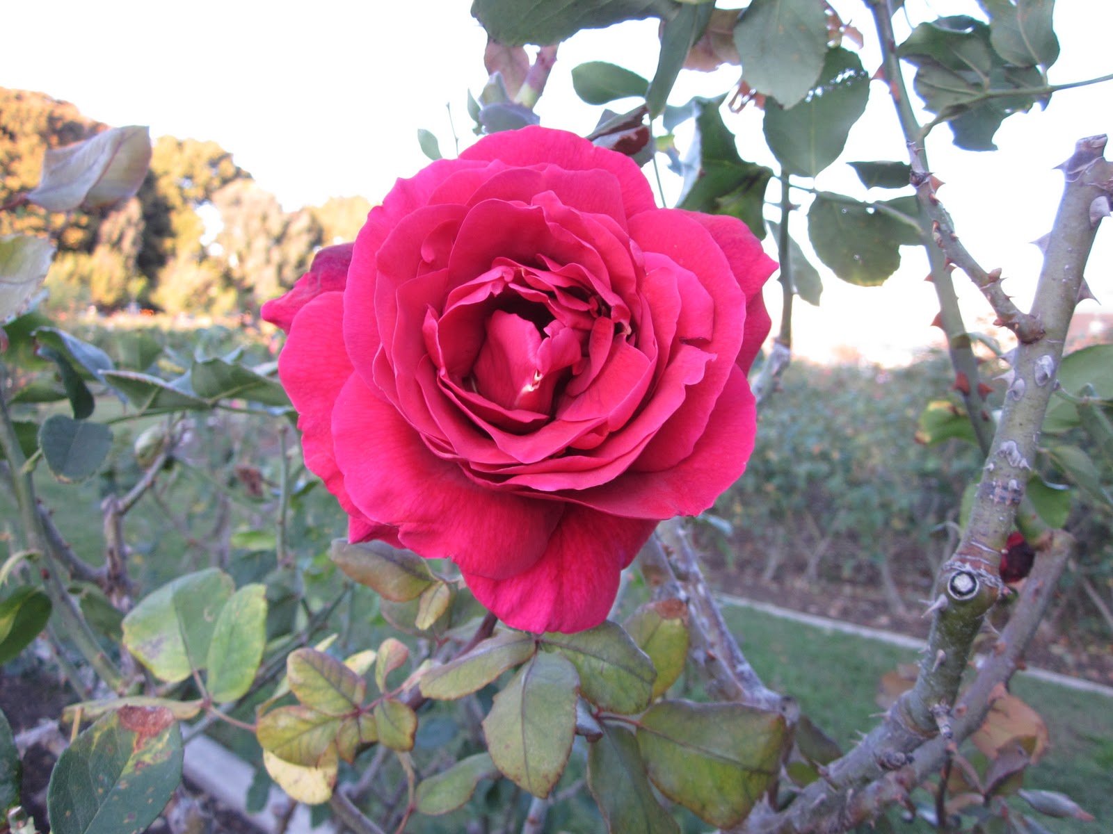 Dancing in the Crossroads: California Roses: Photo Post