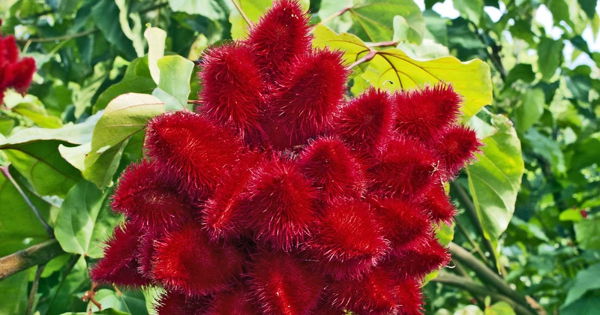 Urucu - Bixa orellana | Natureza Bela