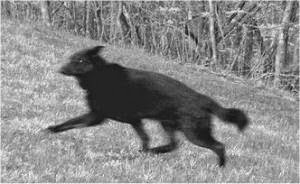 CANE FANTASMA ~ Associazione Studi Paranormale