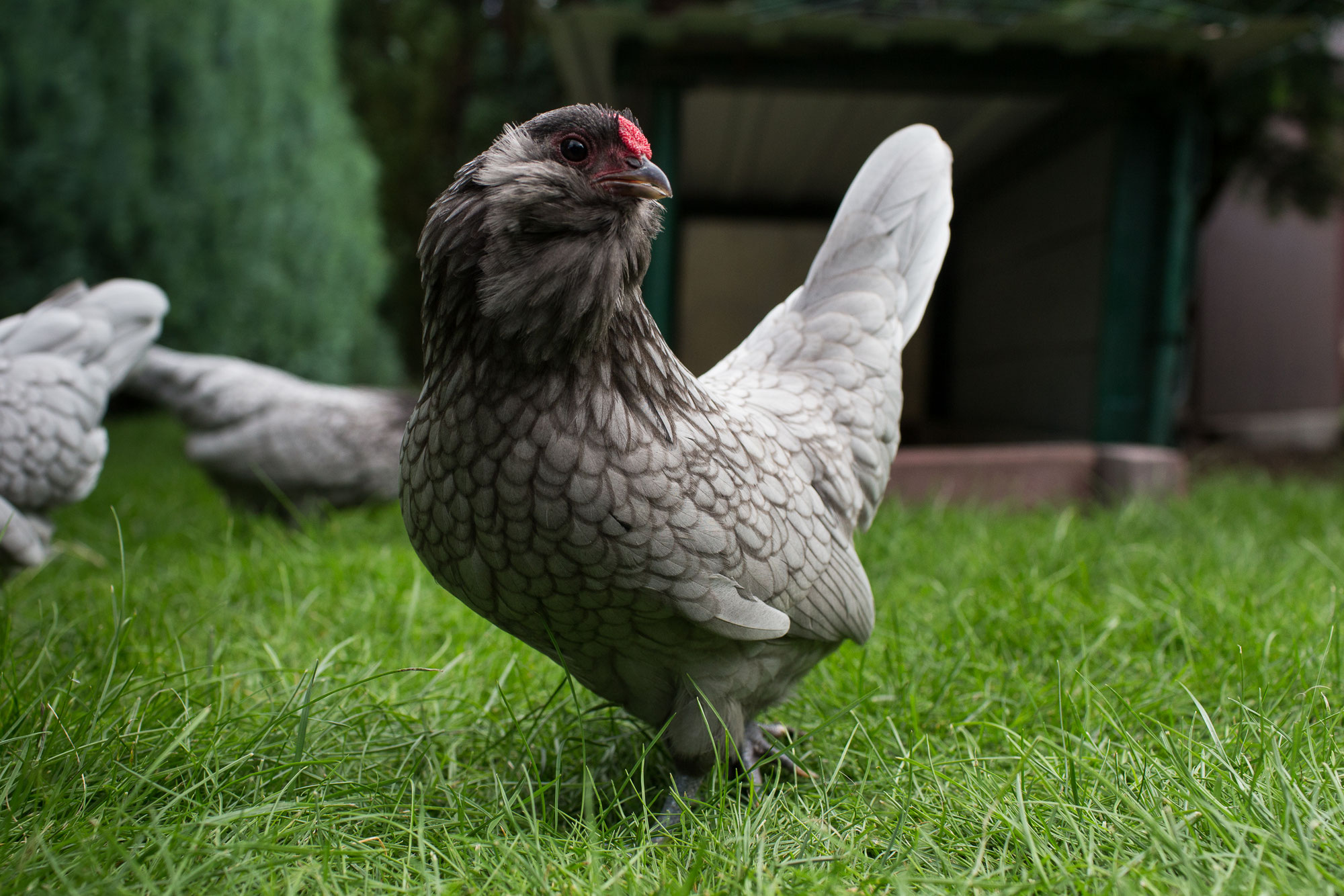 Antwerp beard dwarf (old: Antwerp cheekbones)