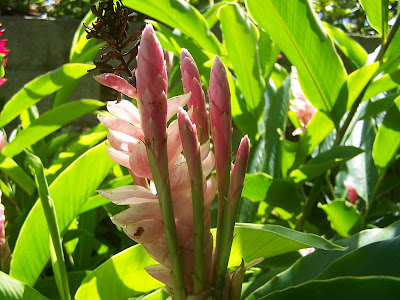 my rustic bajan garden: Weekend Bouquets
