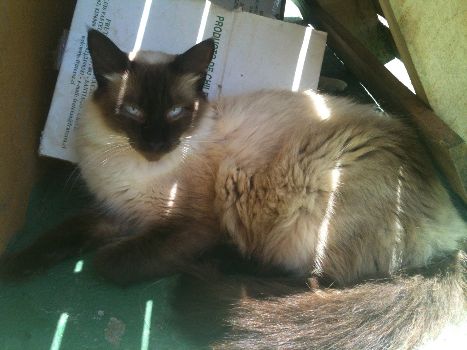 Amigo do Bicho: Mestiço siamês adulto para adoção!