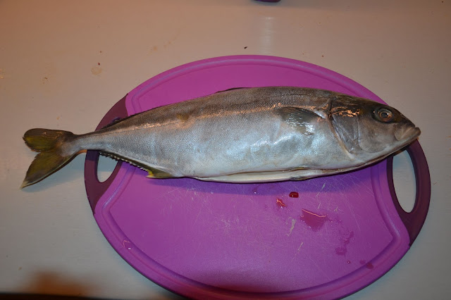 Oppdag Fisk!: Blåfisk/Bluefish/Pomatomus Saltatrix (Saltvann/Brakkvann)