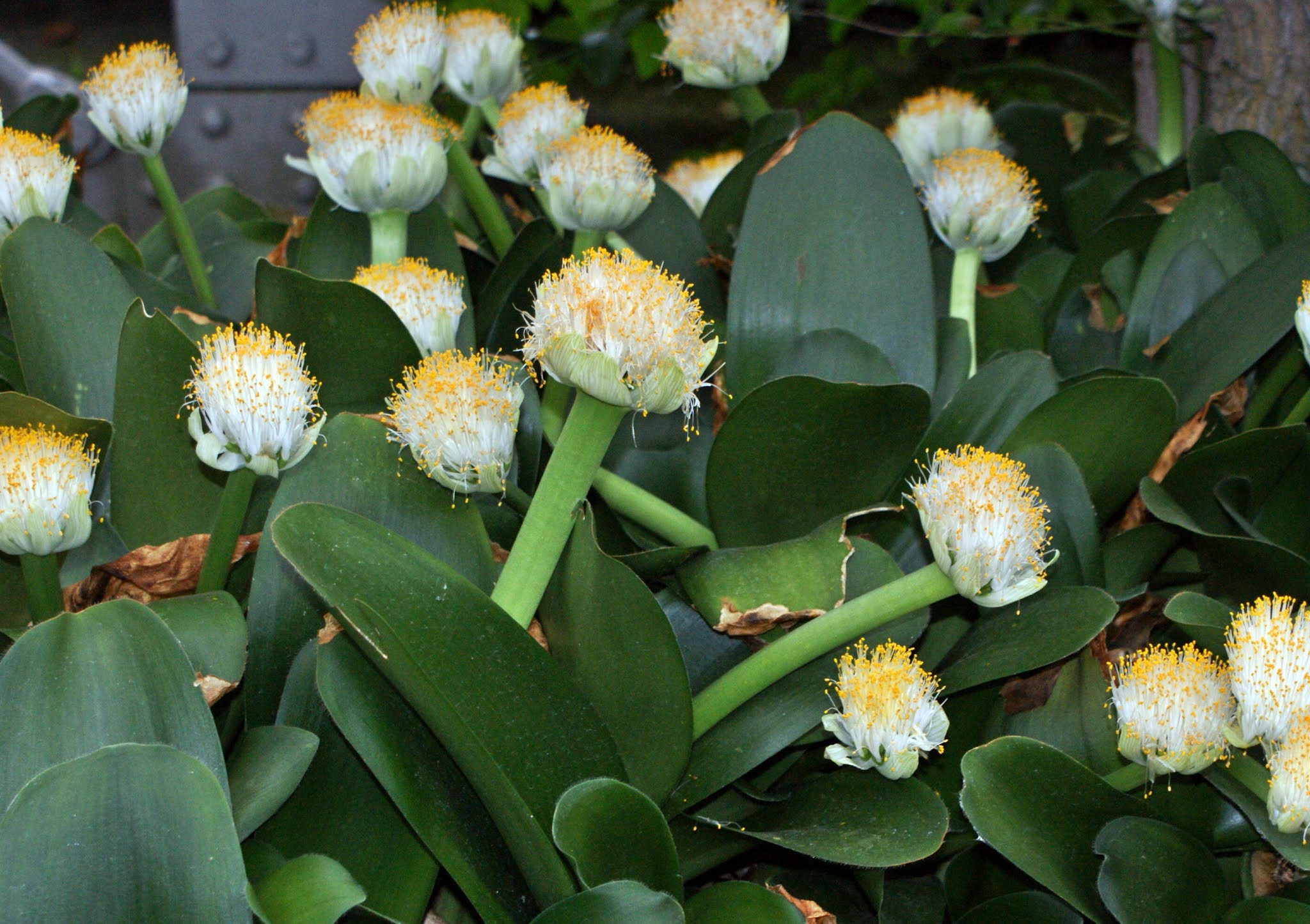 Haemanthus – Variety of Life