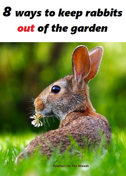 8 Tips to keep rabbits out of your garden - Feathers in the woods