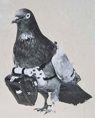 Retired--Now What?: Homing Pigeon Photo Addendum