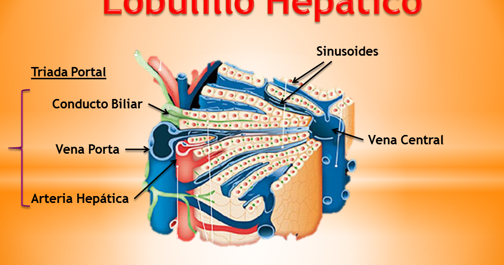 UAS - Fisiologia Medica : Estructura del Lobulillo*