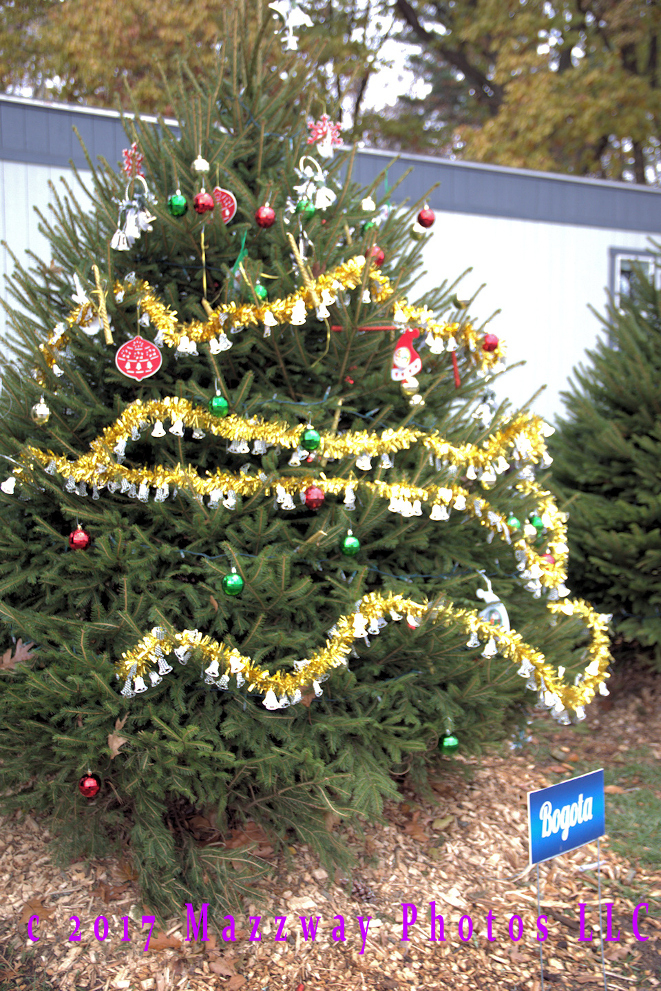 Bogota Blog NJ: Bogota Tree