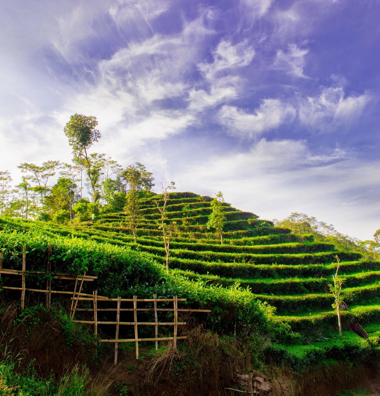 Puncak Kendeng dan Kebun Teh Nglinggo, Samigaluh, Kulon Progo - MANDRA ...