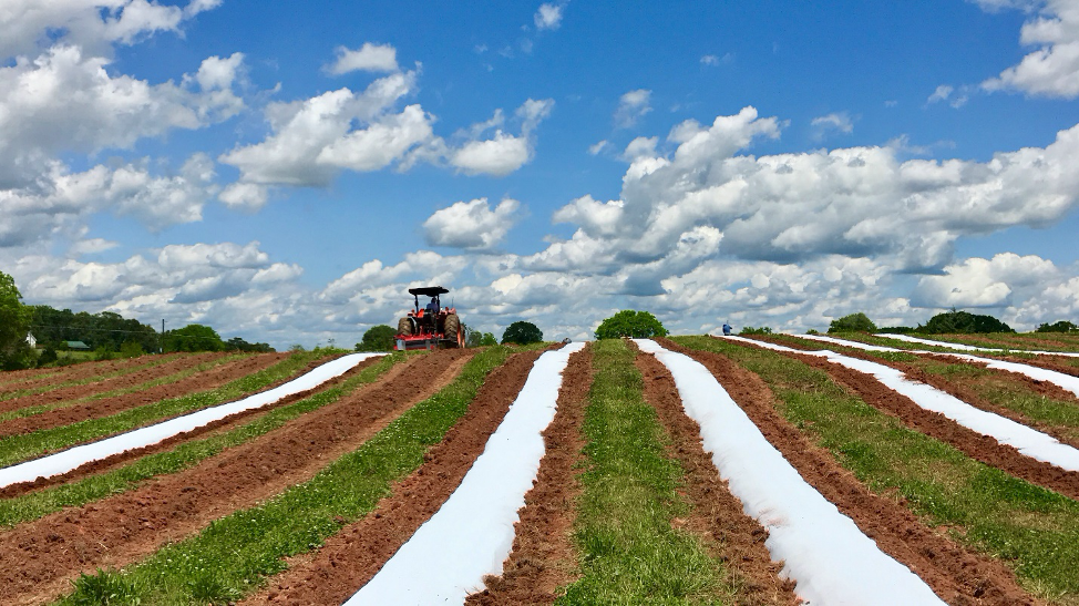 CEA Tech Tips: Hemp Field Readiness