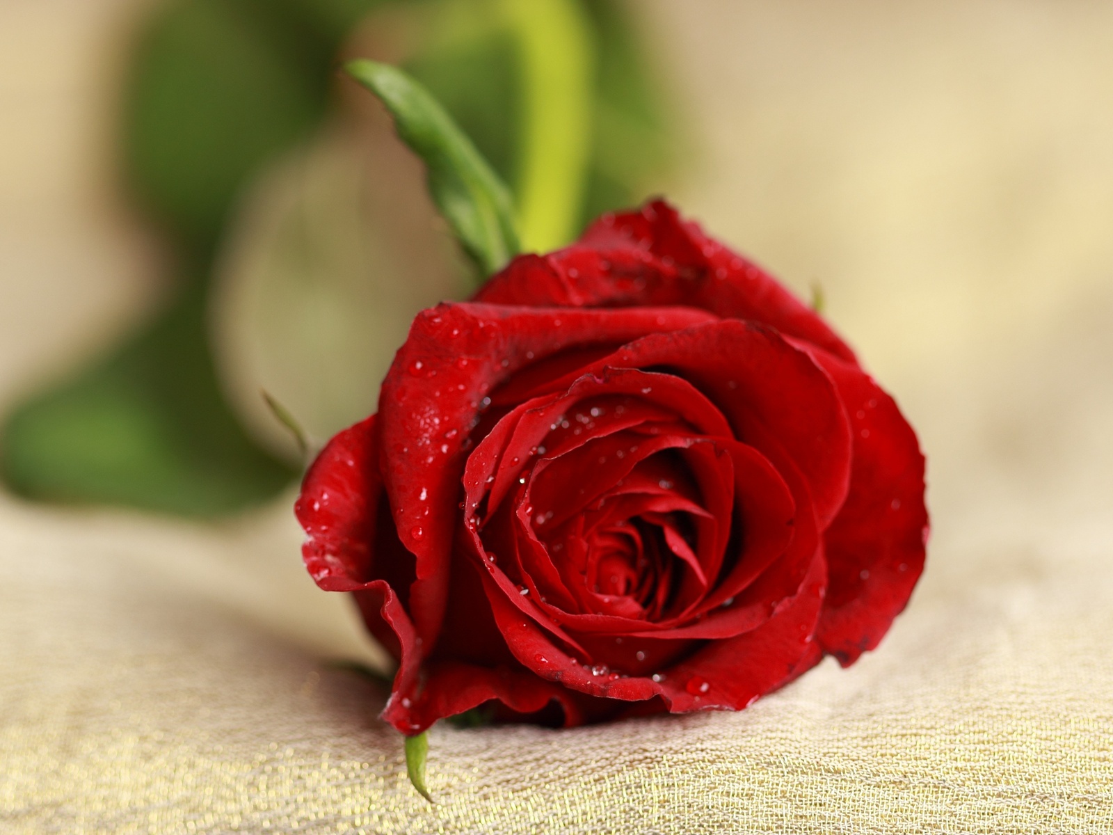 Imágenes de bellas rosas rojas