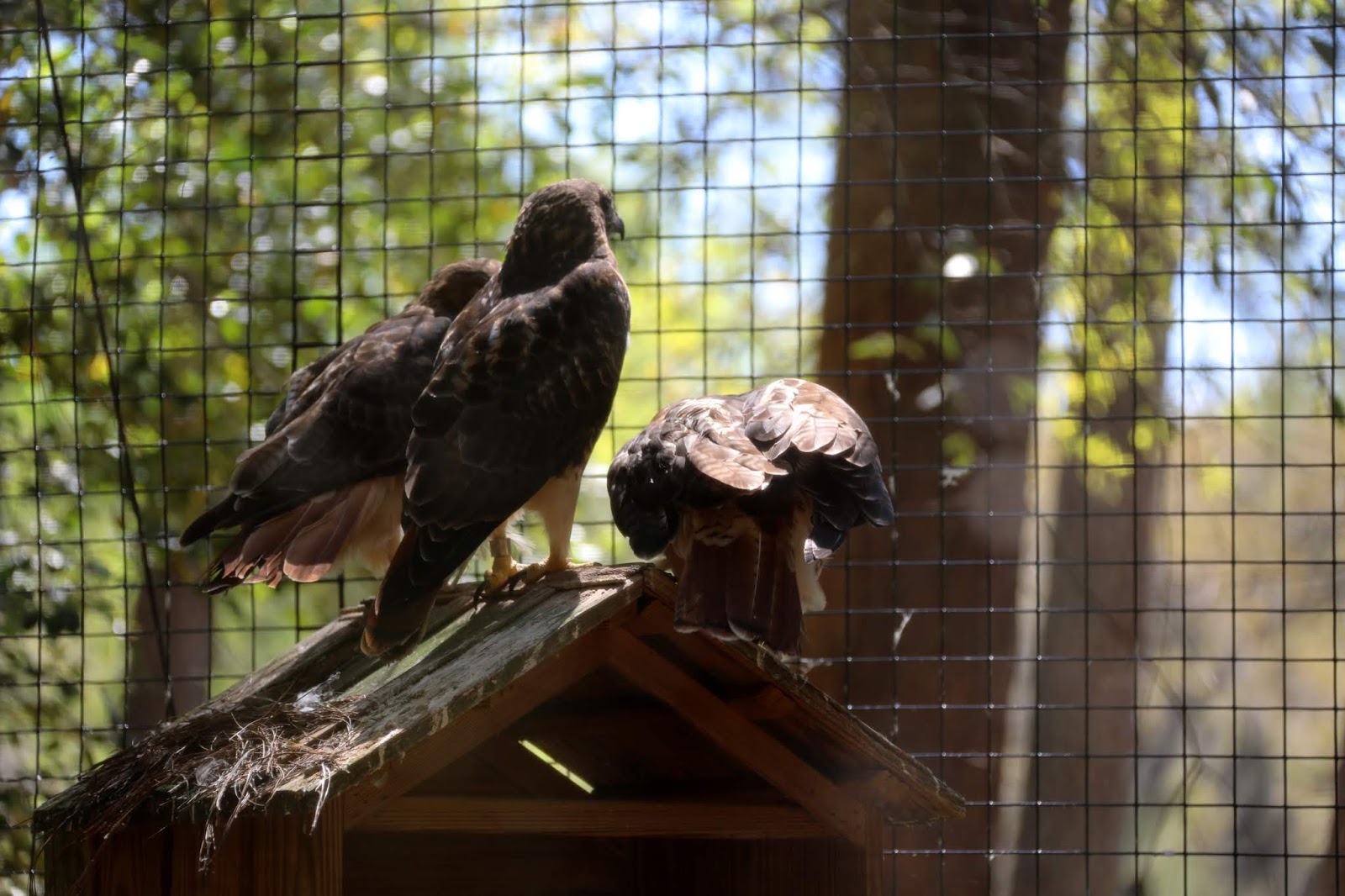 My Kampah: 4/11/19 GreenBrook Garden