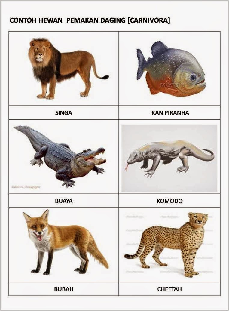 Tabel Gambar Hewan Dan Makanannya - Gambar Hewan